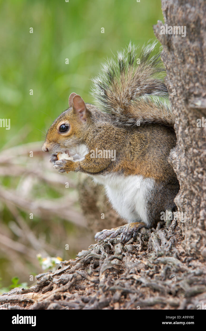 Squirrel sitting in tree hi-res stock photography and images - Alamy