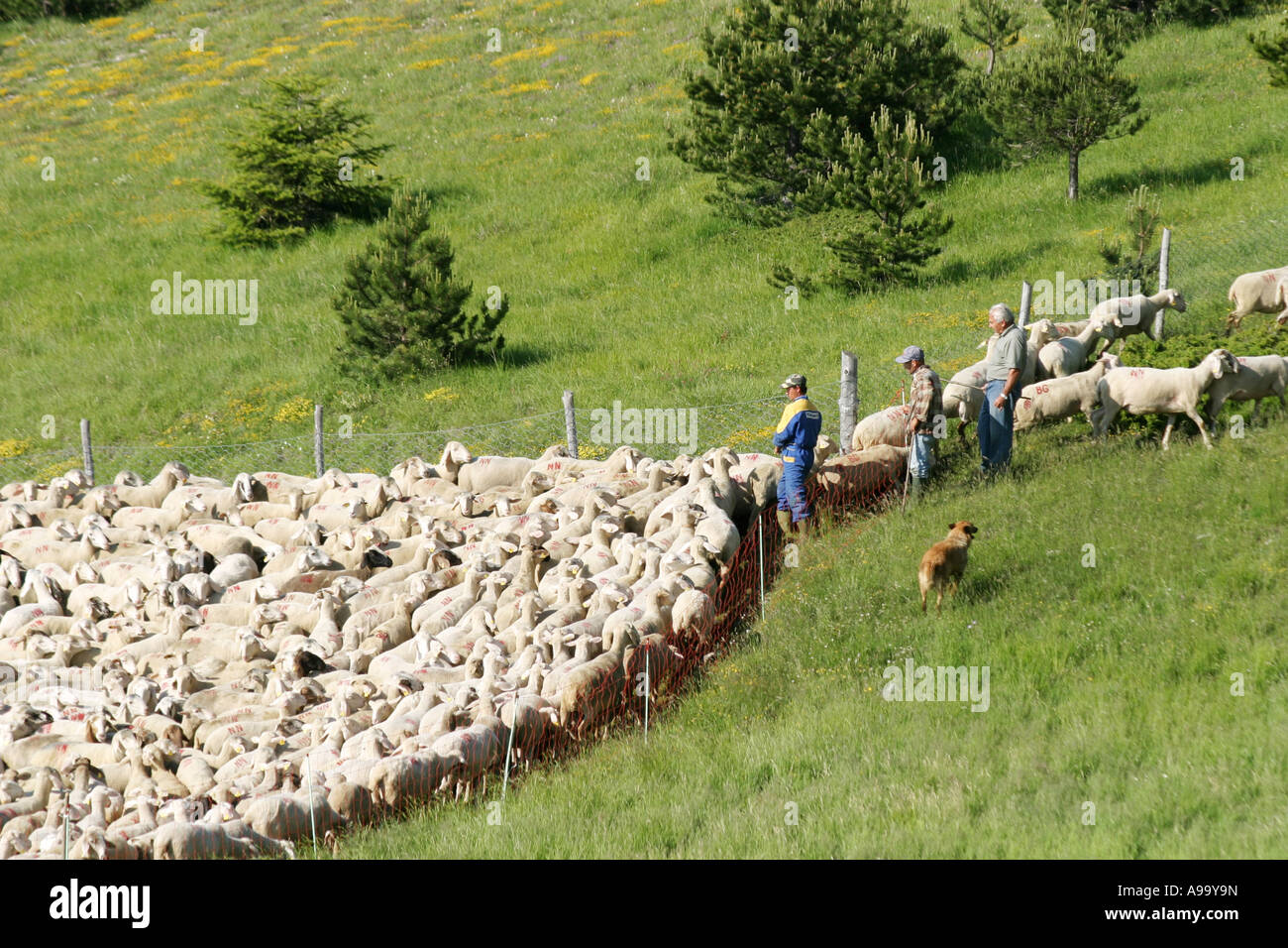 Shepherd counting his flock of sheep assisted by his working sheep dogs ...