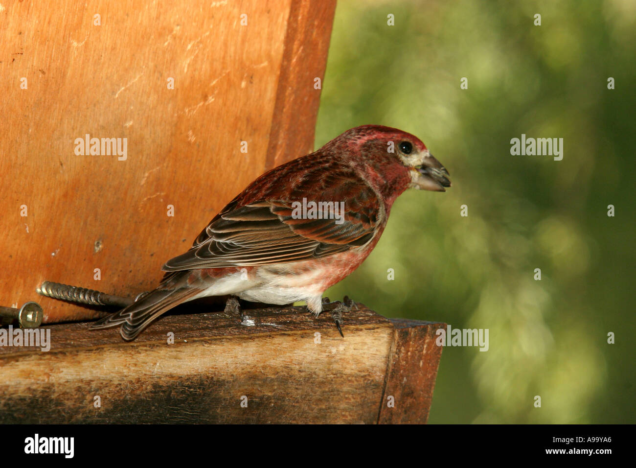 Male And Female Purple Finch High Resolution Stock Photography and ...