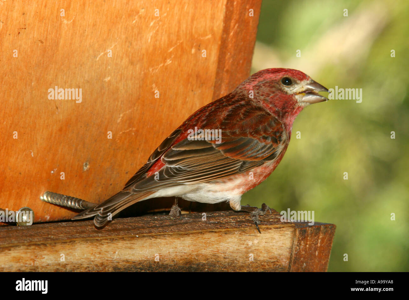 Male and female purple finch hi-res stock photography and images - Alamy