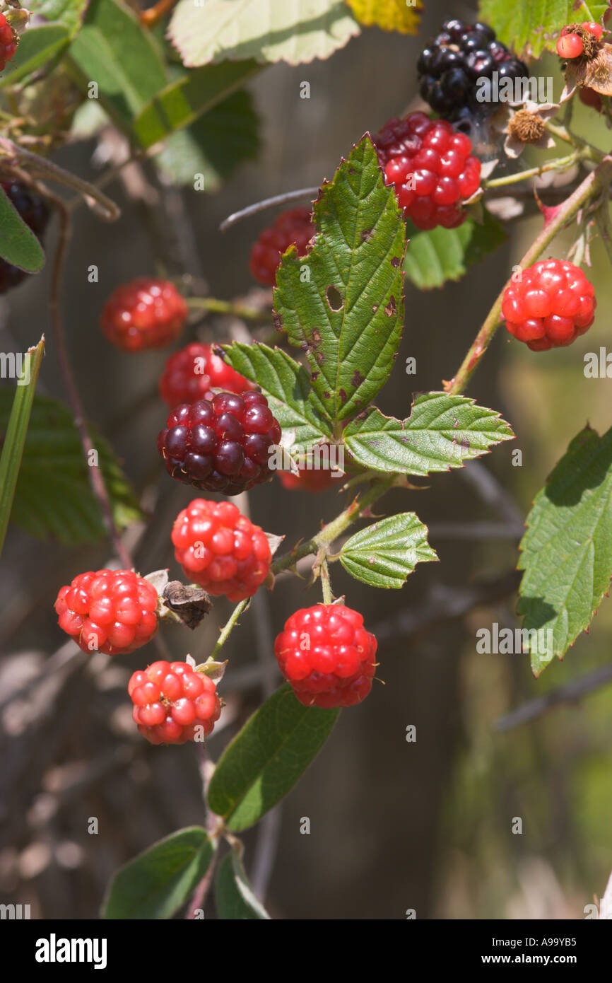 Wild raspberries growing along wetlands marsh Stock Photo - Alamy