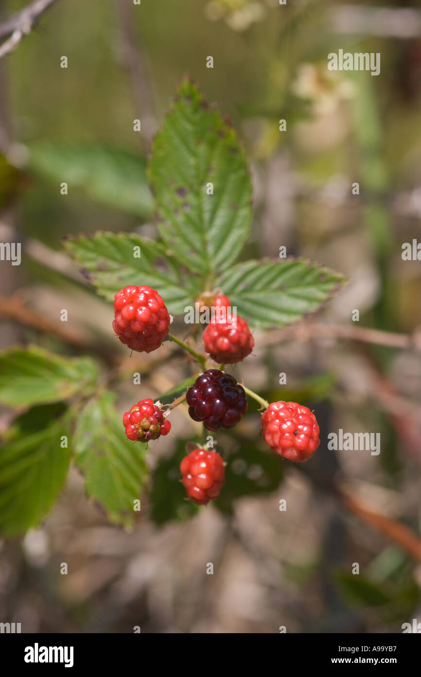 Wild raspberries growing along wetlands marsh Stock Photo - Alamy