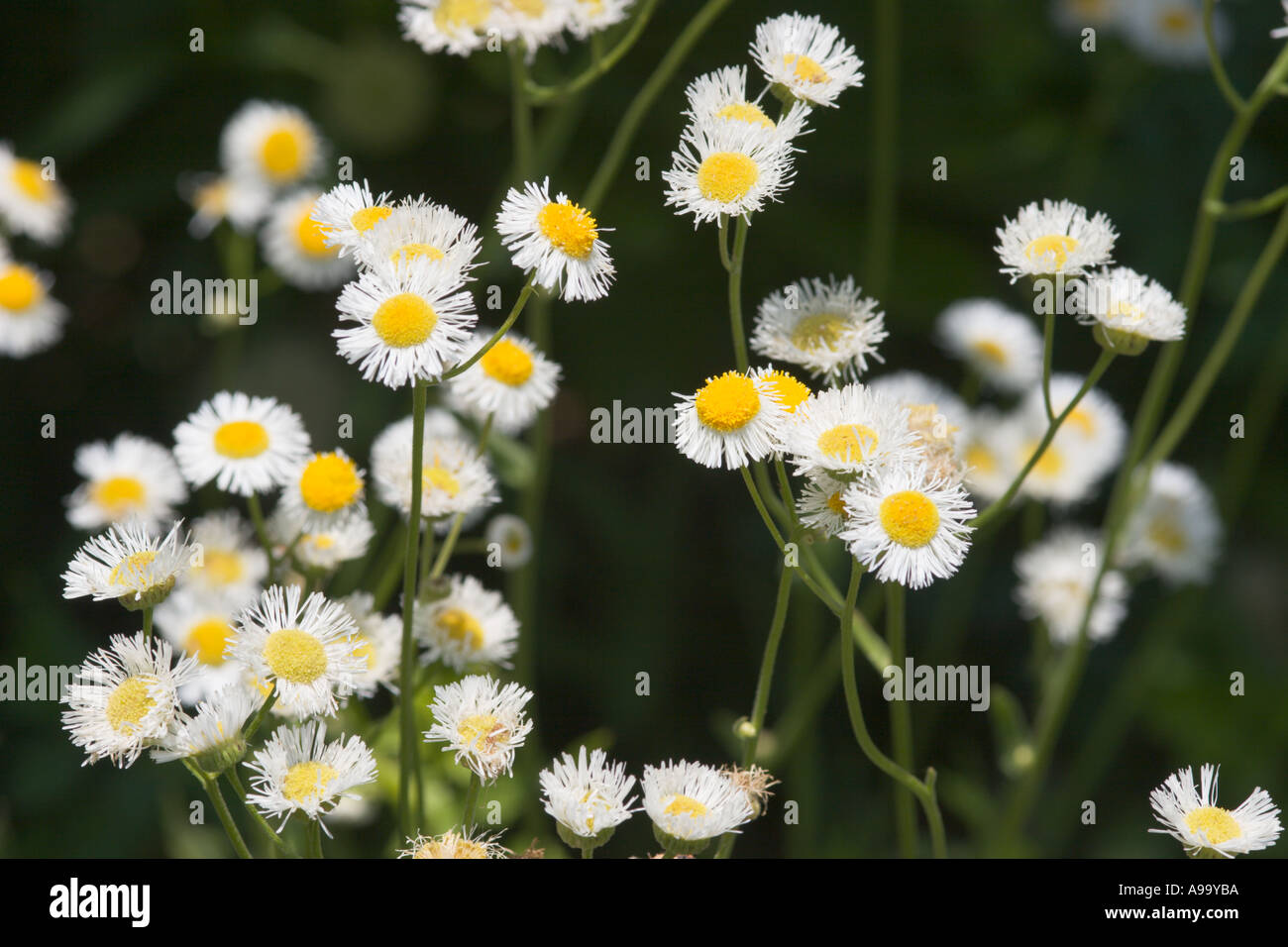 Erigeron fleabane hi-res stock photography and images - Alamy
