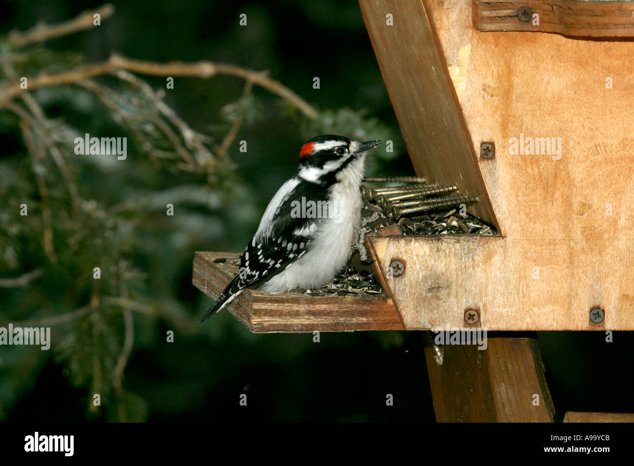 Birds of North America Downy woodpecker, Picoides pubescens Stock Photo ...