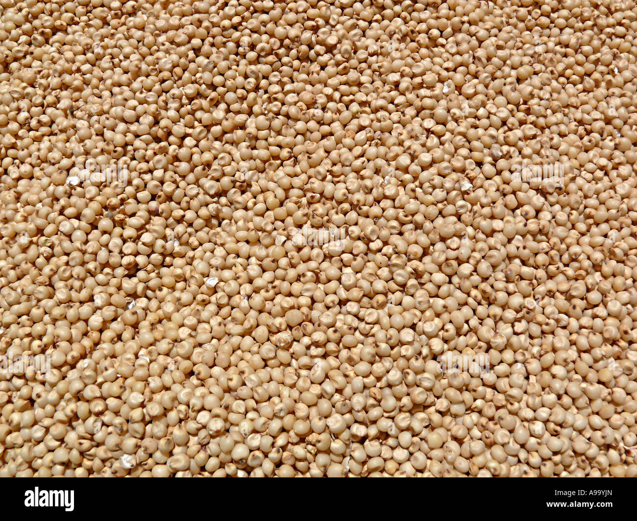 Agriculture jawar hi-res stock photography and images - Alamy