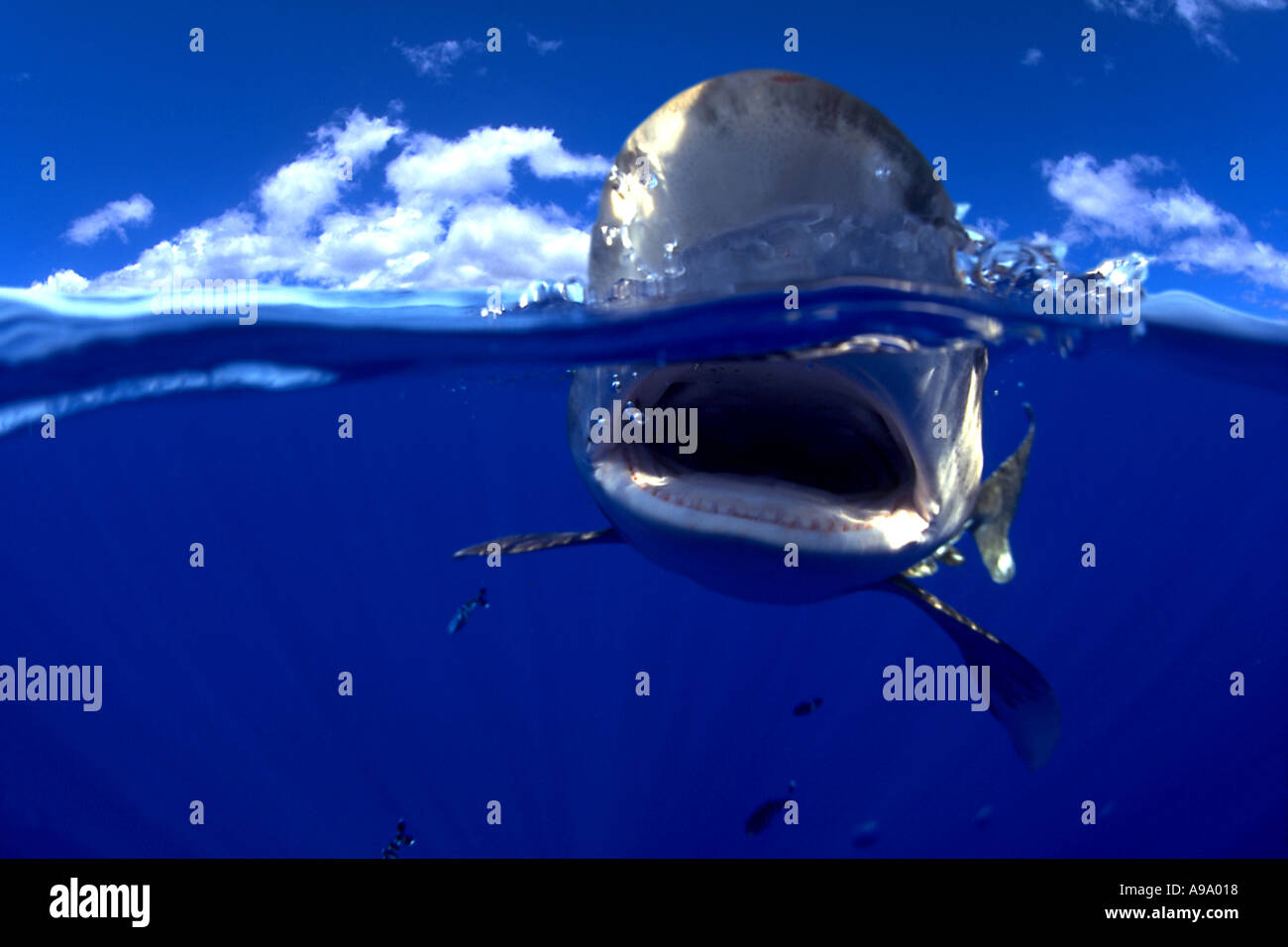 This split image of an oceanic whitetip shark Carcharhinus longimanus ...