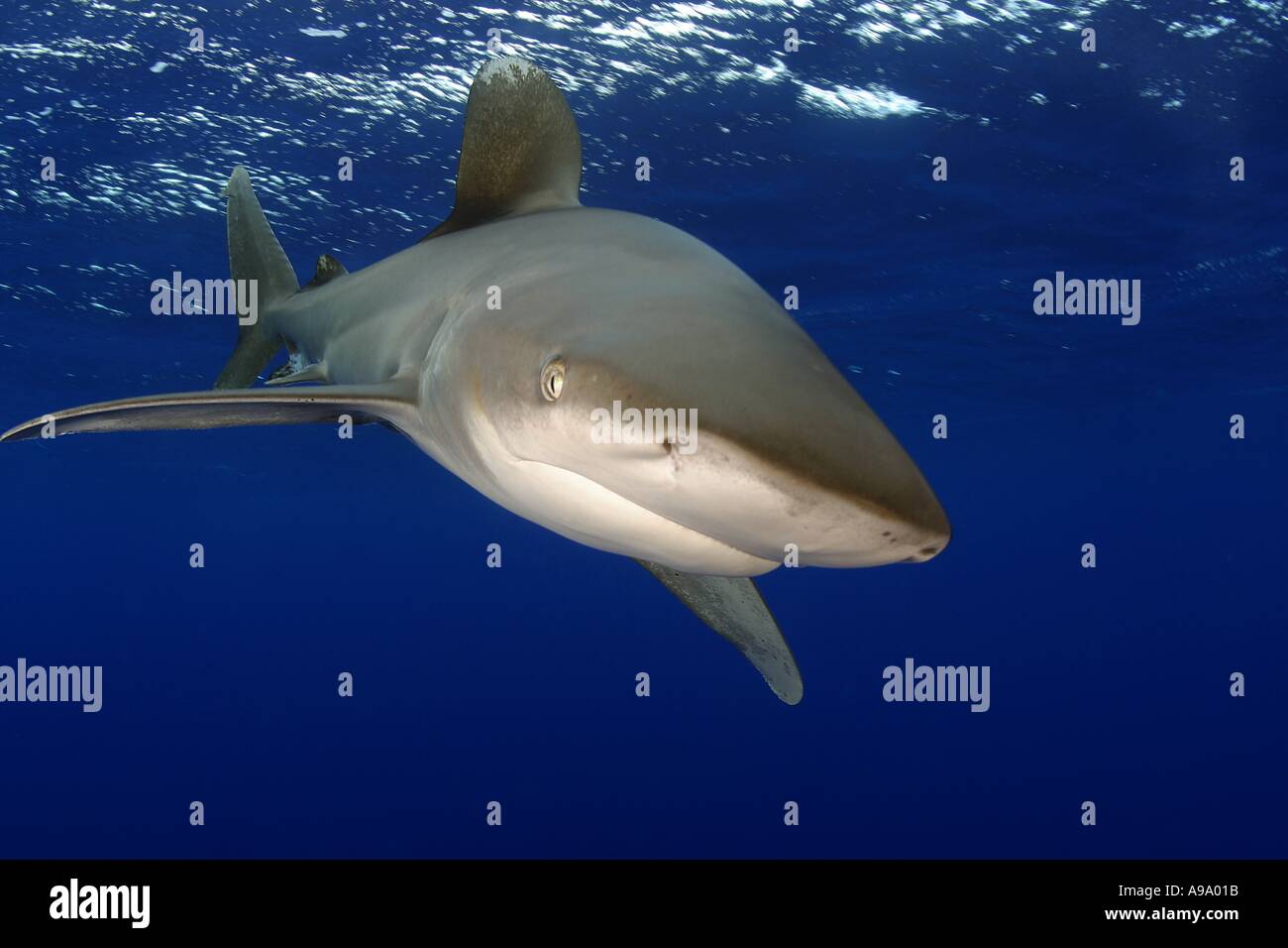 Top predators hi-res stock photography and images - Alamy