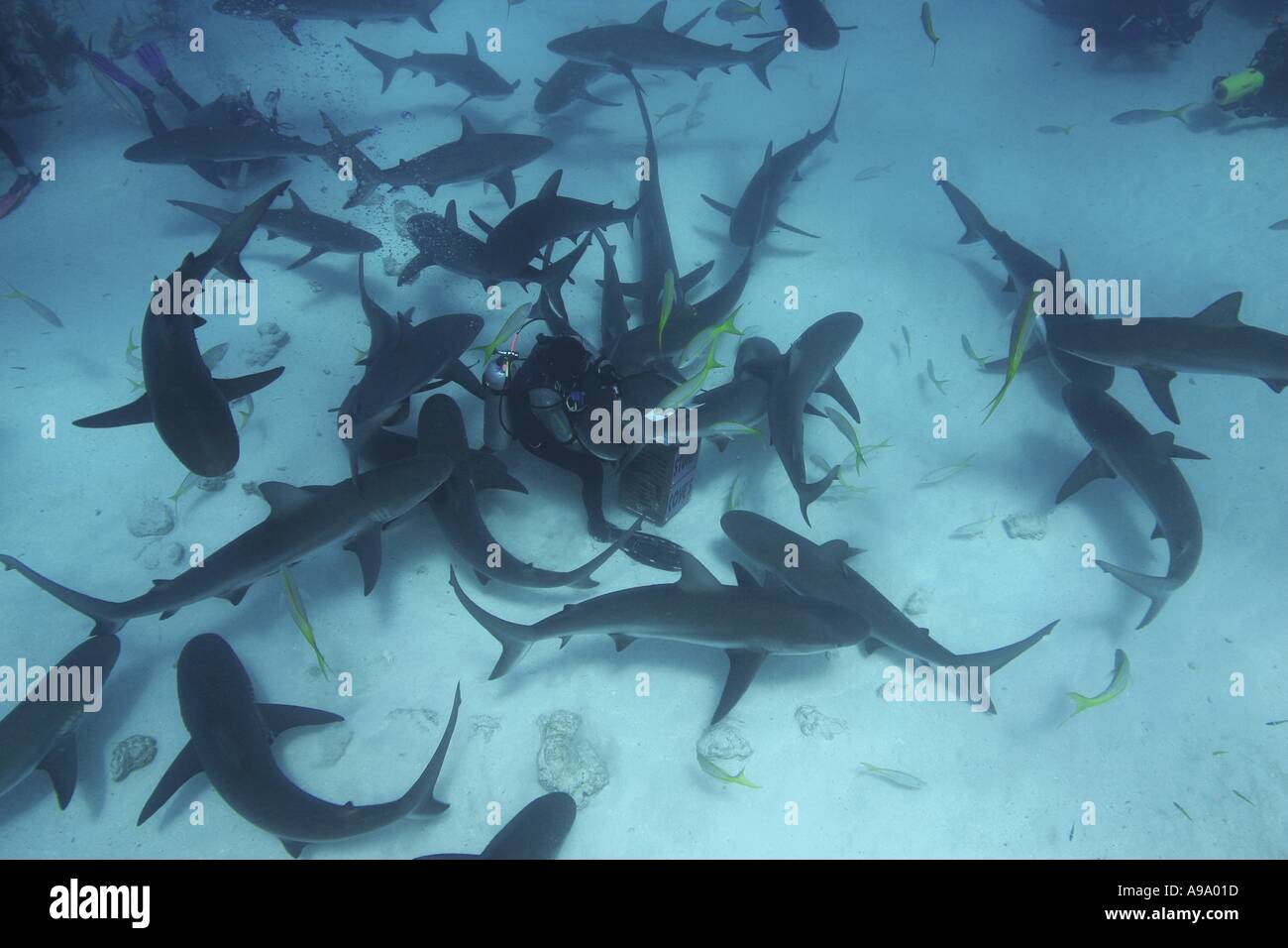 These Caribbean Reef Sharks Carcharhinus perezi were photographed on an ...
