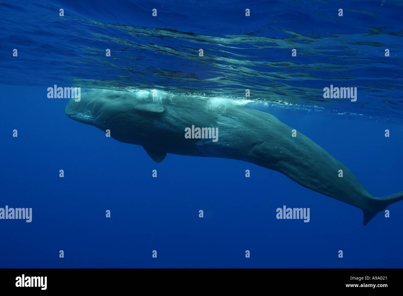 The sperm whale Physeter macrocephalus is the largest of all toothed ...