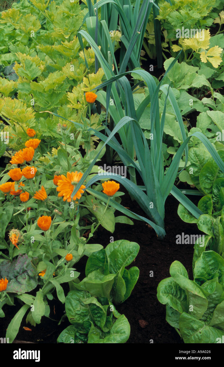 Row of Plants Stock Photo - Alamy