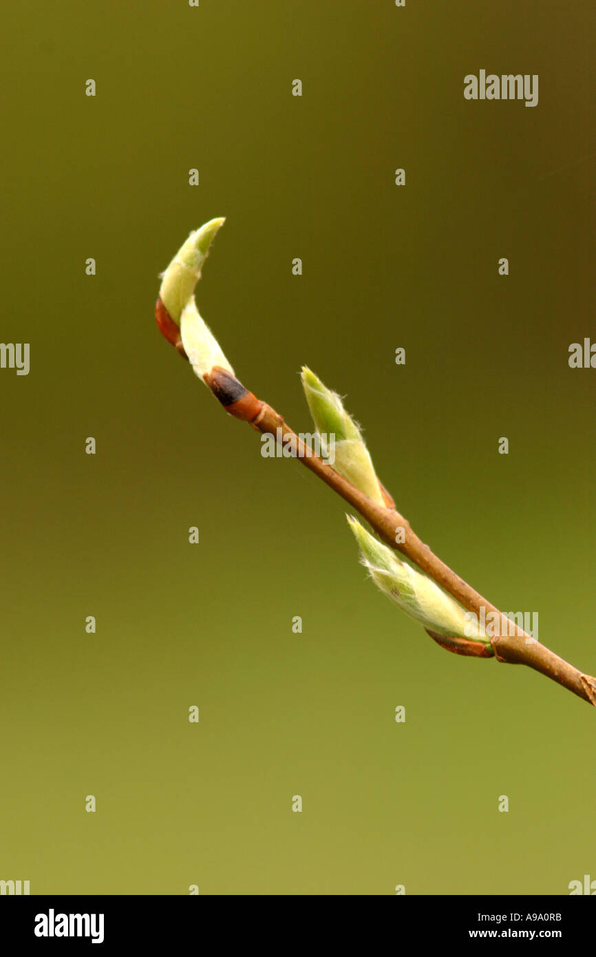 Willow Tree Buds on new branch Stock Photo - Alamy