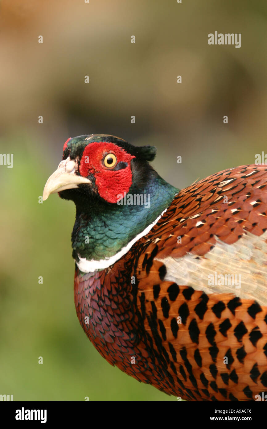 Male pheasant display hi-res stock photography and images - Alamy