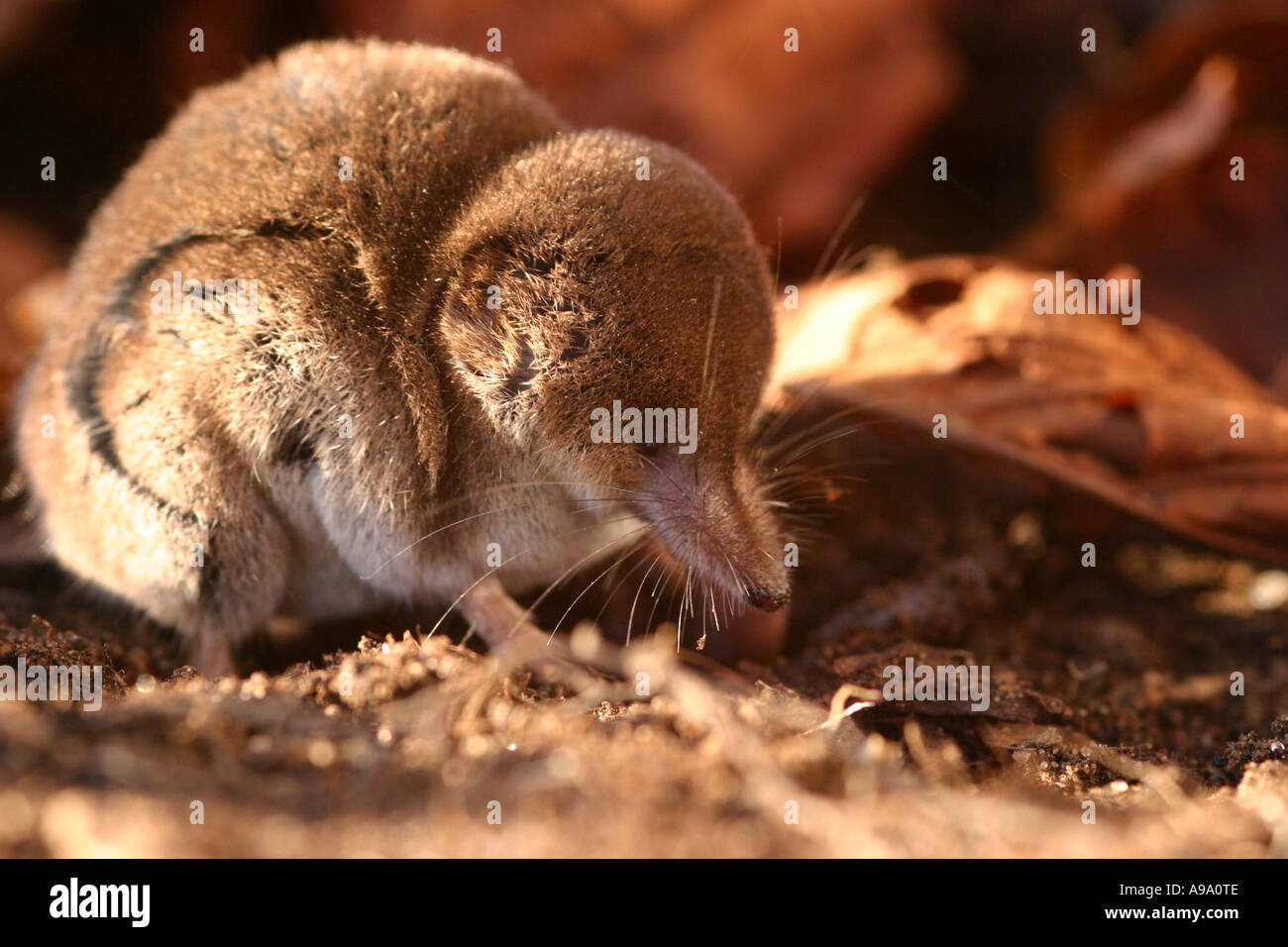 Pygmy shrew hi-res stock photography and images - Alamy