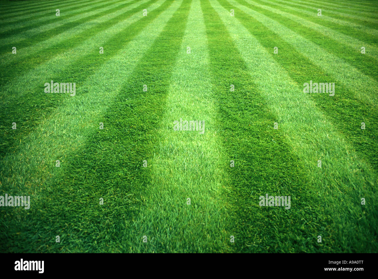 Stiped Lawn Background