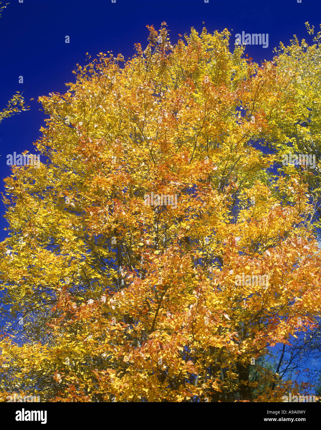 YELLOW FALL FOLIAGE MAPLE TREE Stock Photo - Alamy
