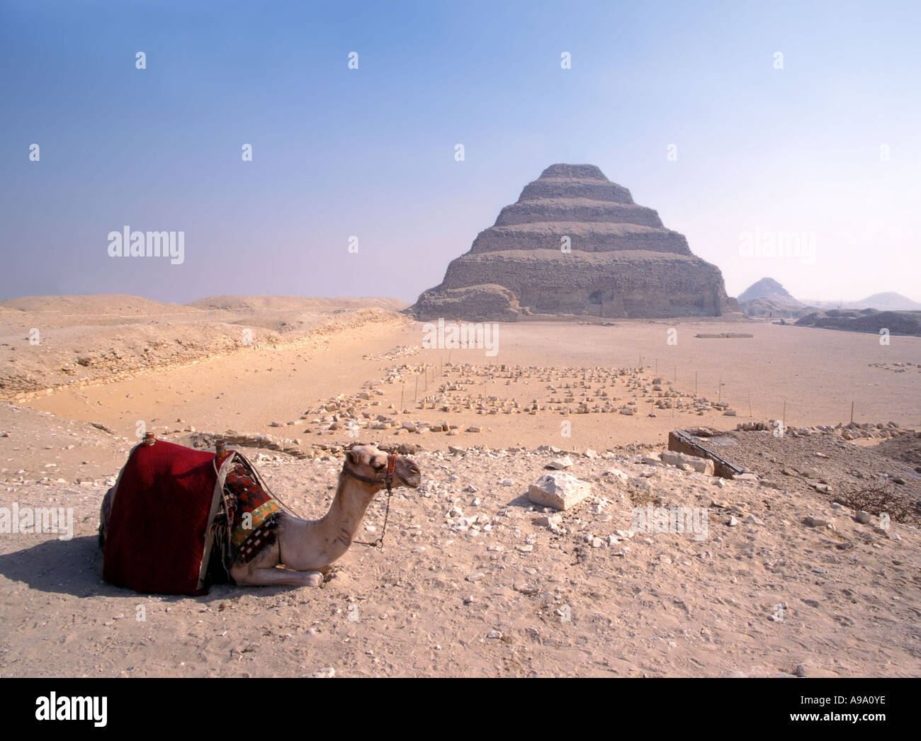 Camel sitting by Step Pyramid Sakkarah Egypt Stock Photo - Alamy