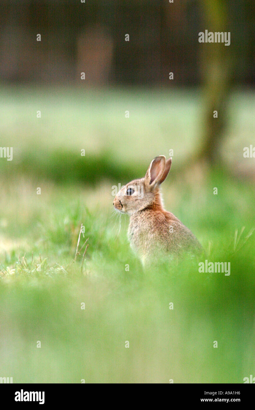Young Rabbit oryctolagus cuniculus Stock Photo - Alamy