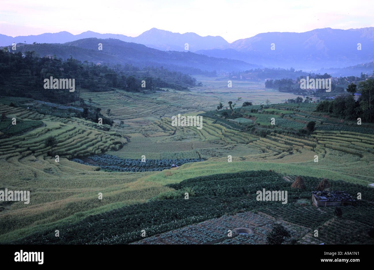 Scenic of agricultural fields in Dhulikhel village Kathmandu valley ...