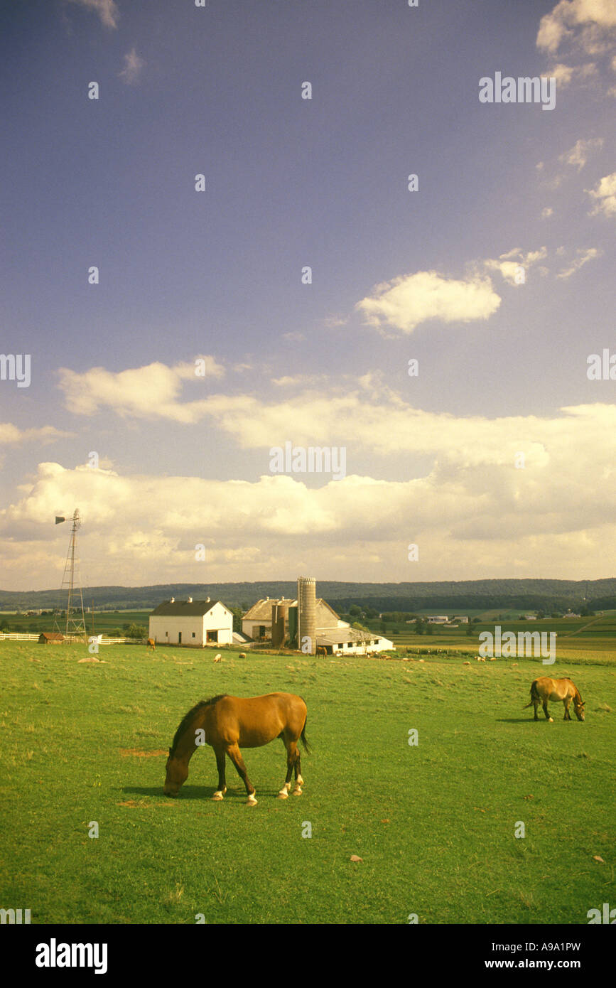 HORSES IN FIELD FARMLAND LANCASTER PENNSYLVANIA USA Stock Photo - Alamy