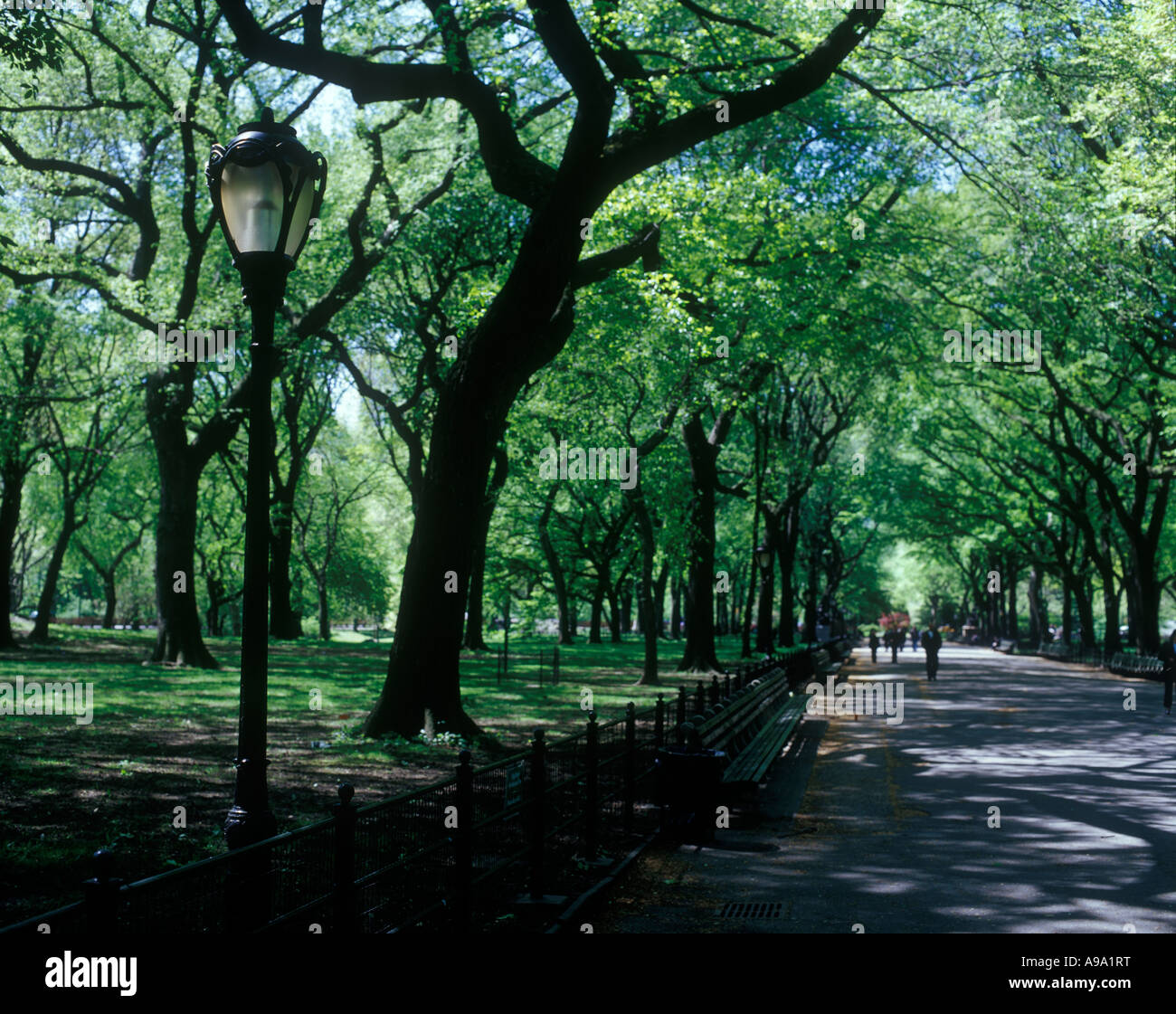 ELM TREES THE MALL CENTRAL PARK MANHATTAN NEW YORK CITY USA Stock Photo ...