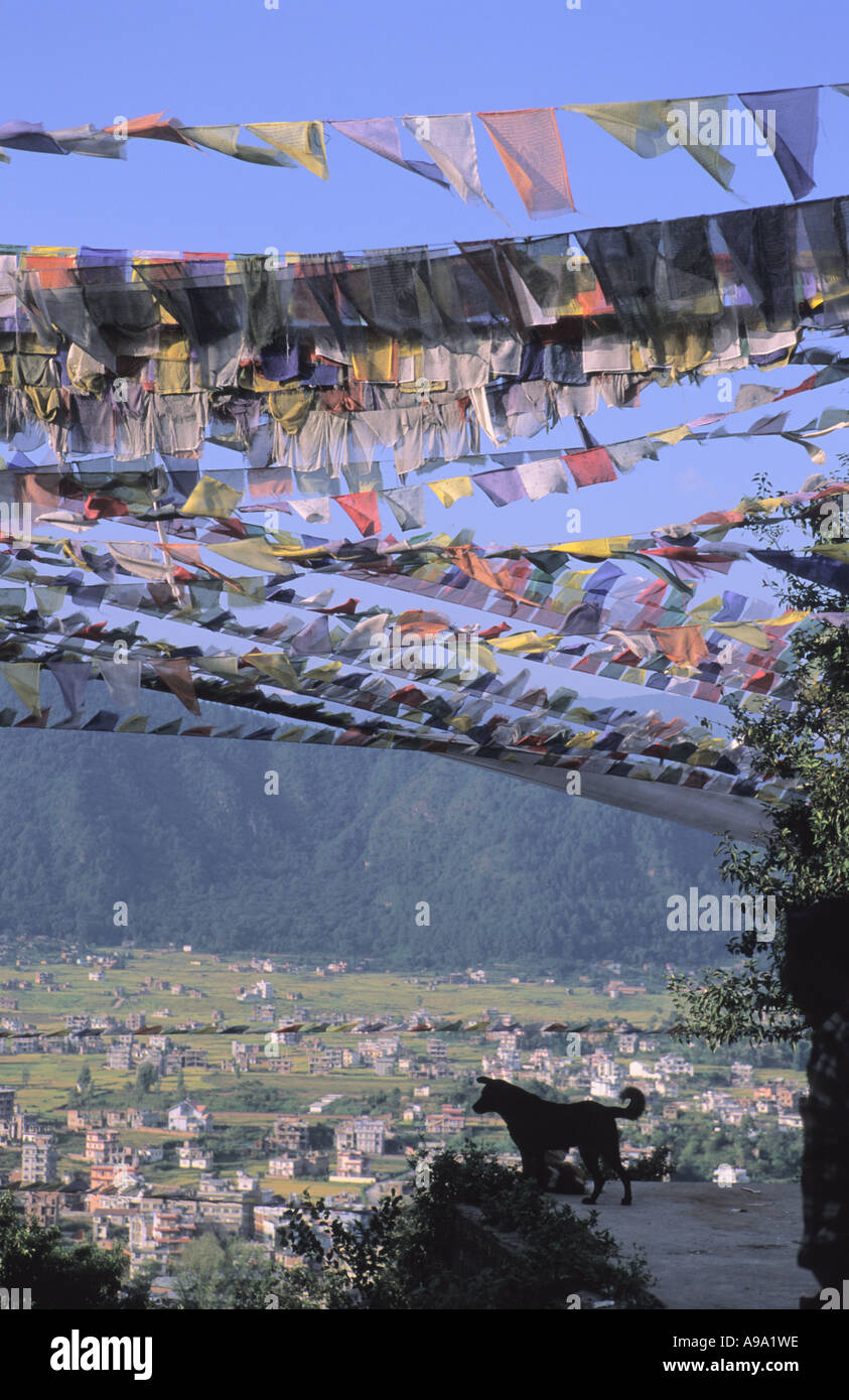 Dog with flags hi-res stock photography and images - Alamy