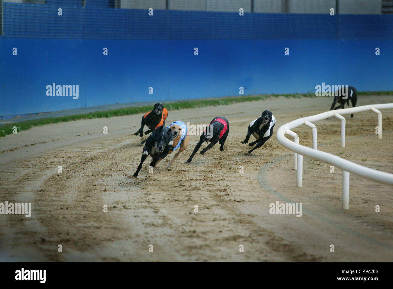 Hound Dogs Chasing Hare High Resolution Stock Photography and Images ...