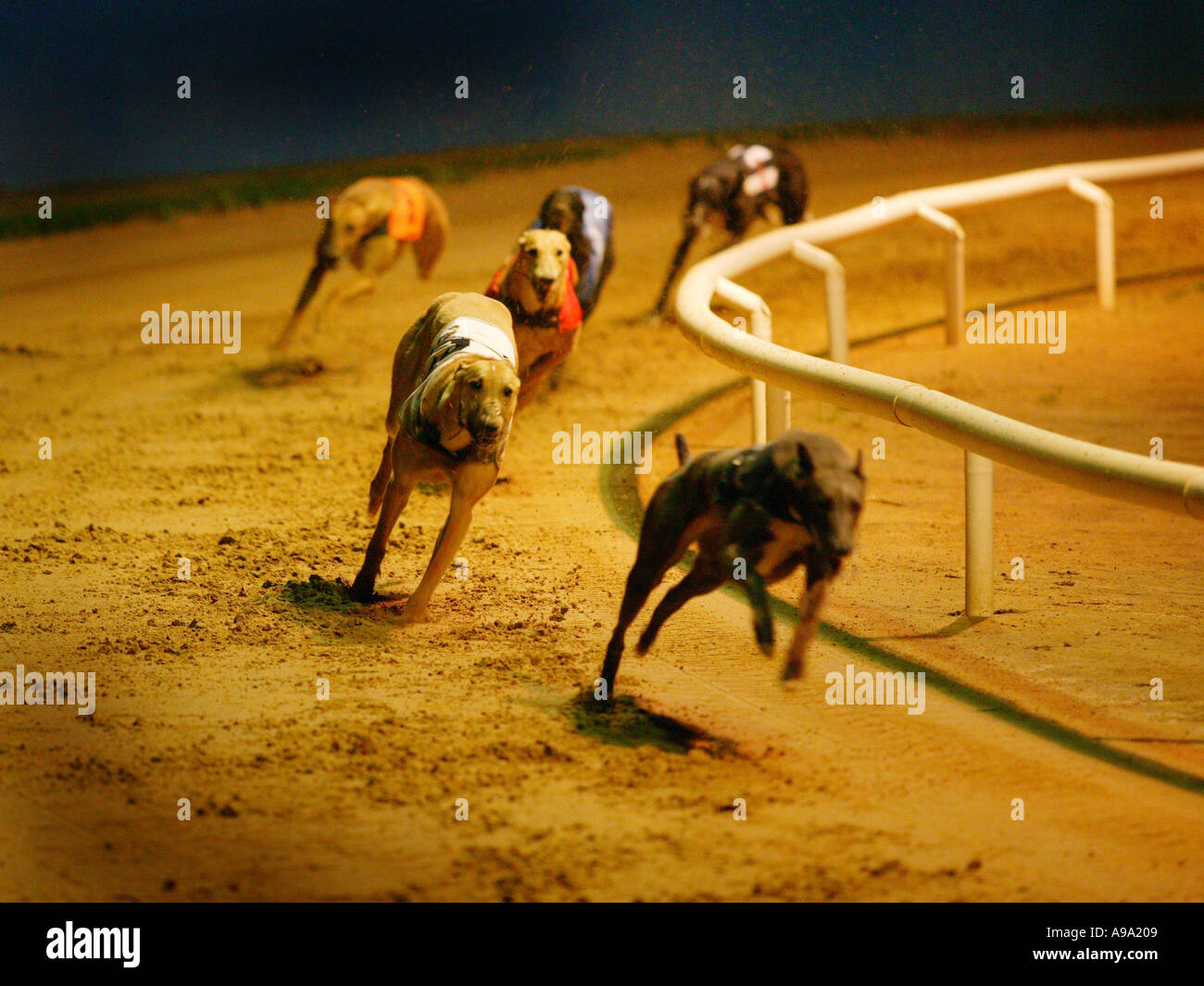 Greyhounds chasing hi-res stock photography and images - Alamy