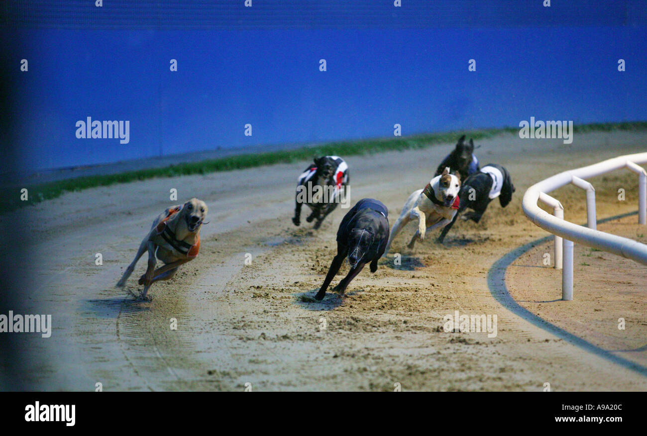 Grey hounds hi-res stock photography and images - Alamy