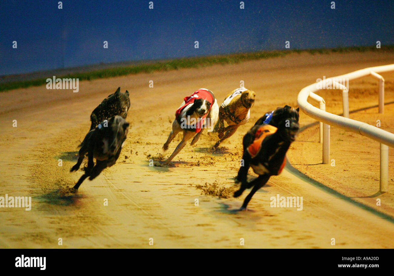 Greyhound racing sand hi-res stock photography and images - Alamy