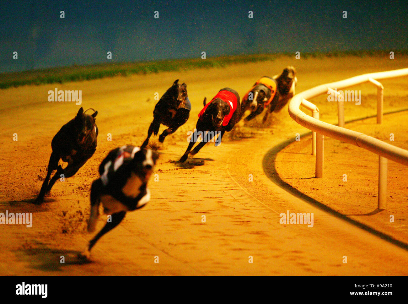 Greyhound race hi-res stock photography and images - Alamy