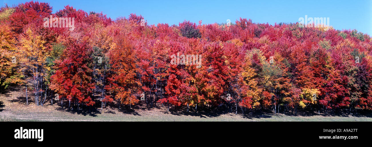 RED FALL FOLIAGE JEFFERSON COUNTY PENNSYLVANIA USA Stock Photo - Alamy