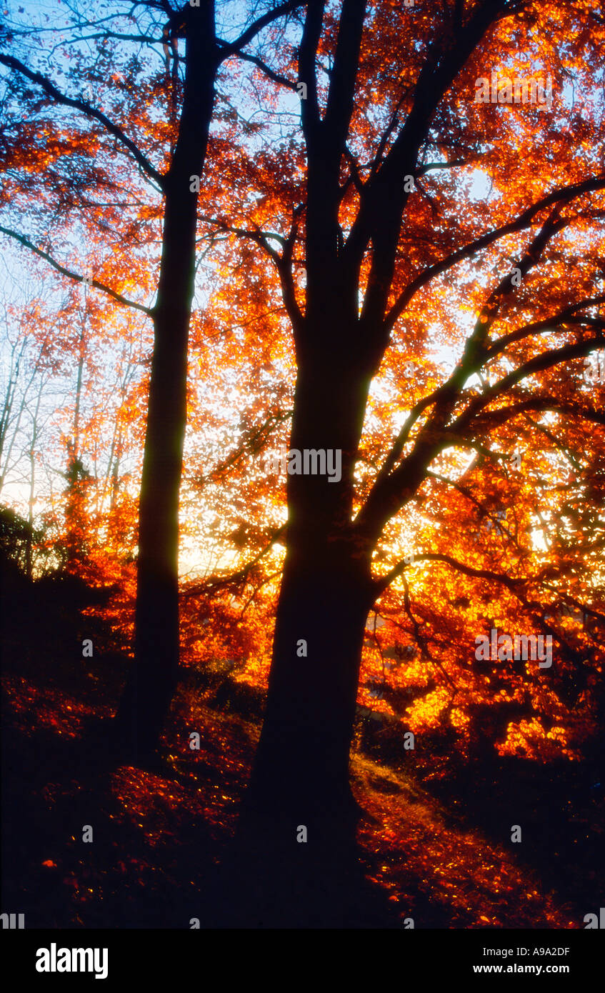Coulored tree hi-res stock photography and images - Alamy