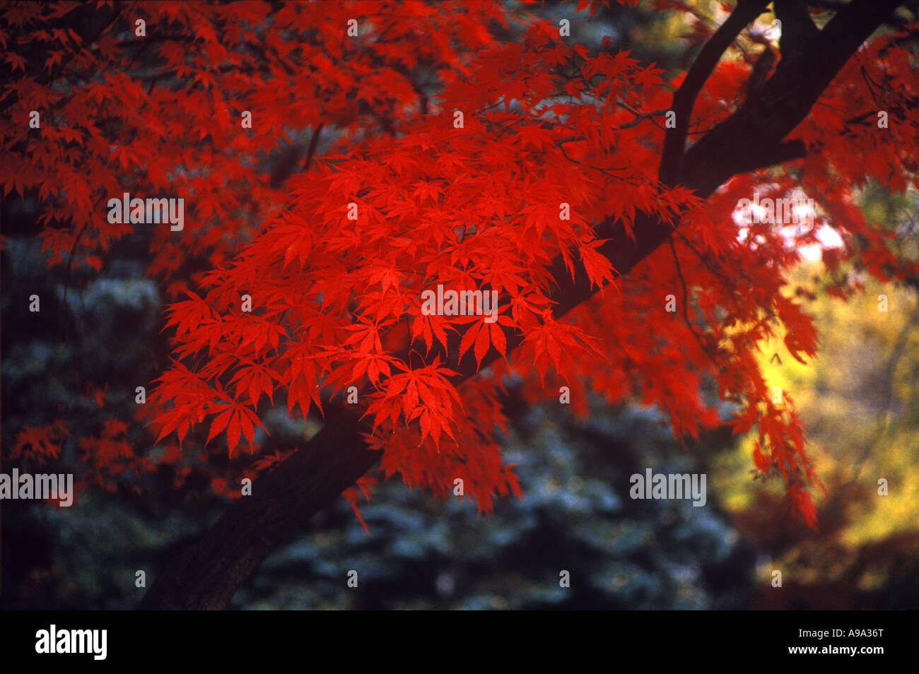 RED MAPLE FALL LEAVES NEW YORK STATE USA Stock Photo - Alamy