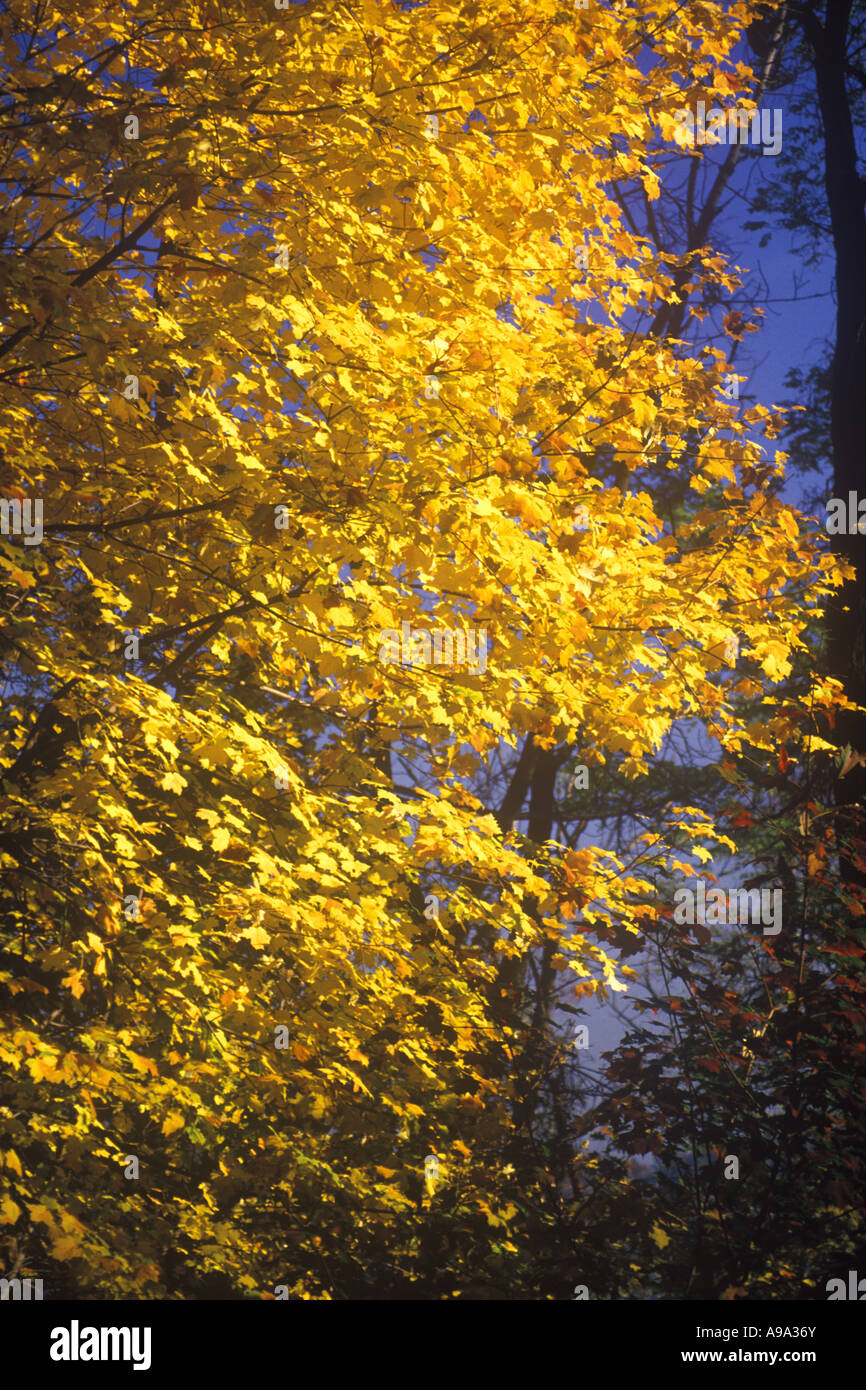 YELLOW FALL LEAVES NEW YORK STATE USA Stock Photo - Alamy