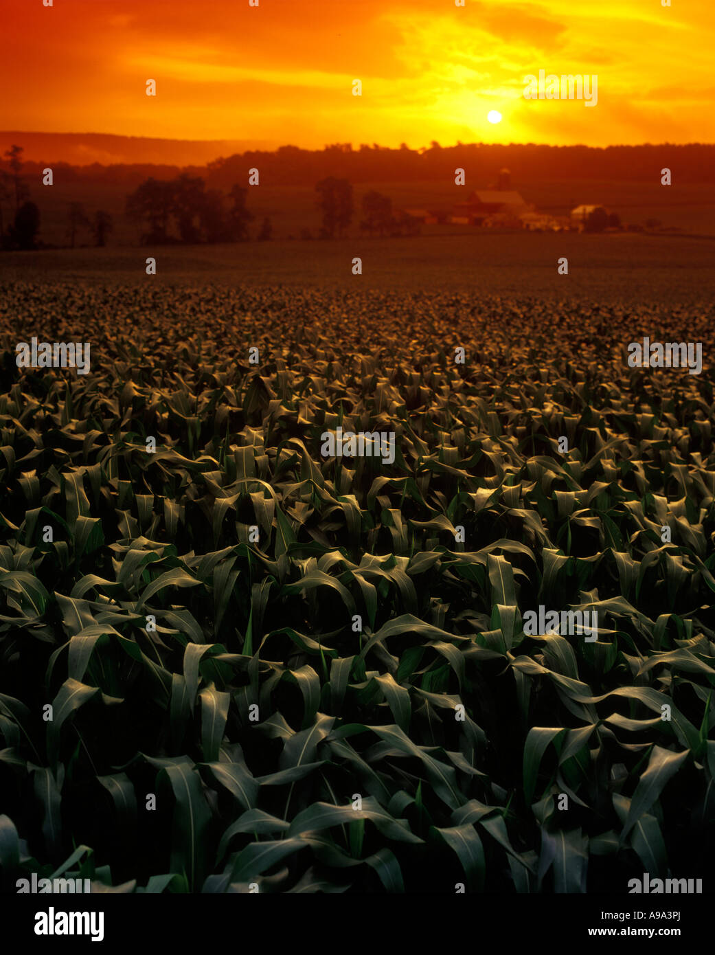 Cornfield ohio usa hi-res stock photography and images - Alamy