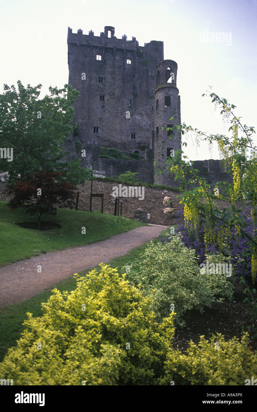 YELLOW BLOSSOMS KEEP AND TOWER BLARNEY CASTLE RUINS BLARNEY COUNTY CORK ...