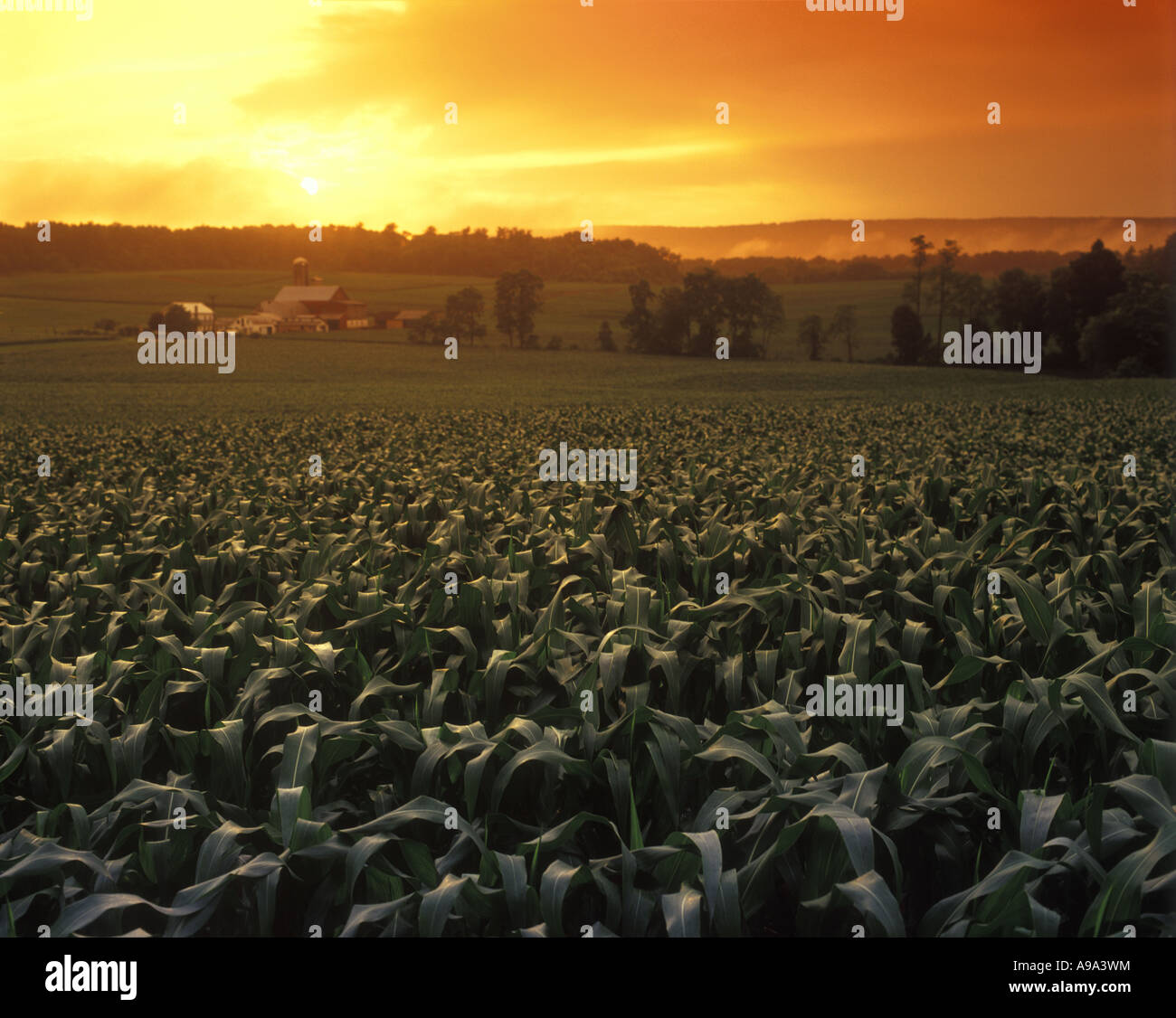 RIPE CORN FIELD FARM OHIO USA Stock Photo - Alamy