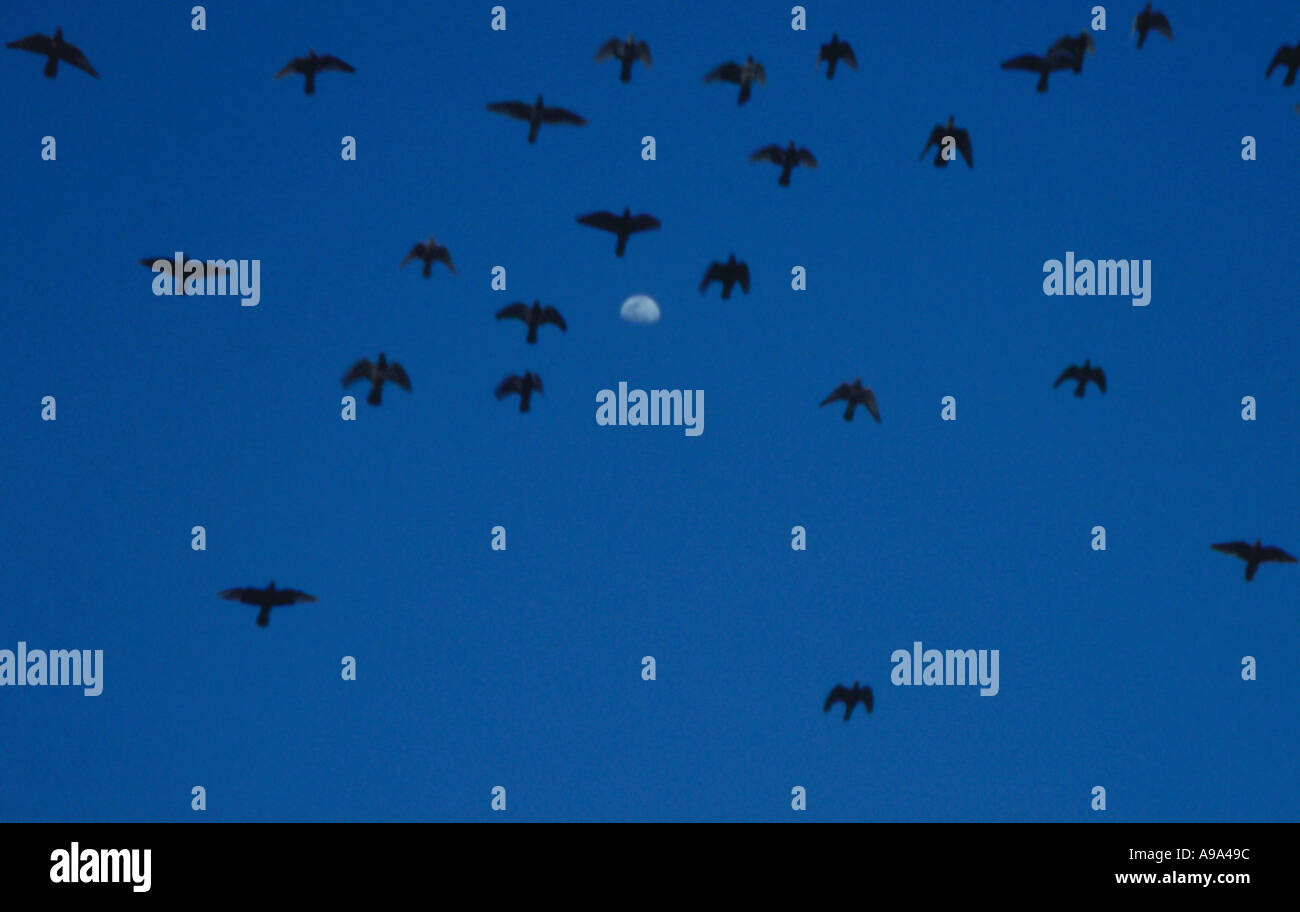 moon and pigeons flying up in the sky of beirut lebanon Stock Photo - Alamy