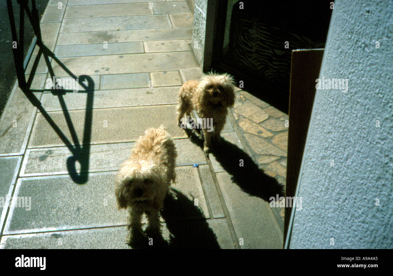 Same dogs hi-res stock photography and images - Alamy