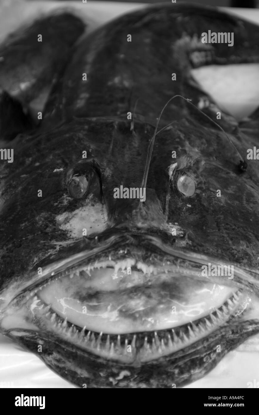 Open sea fishing Black and White Stock Photos & Images - Alamy