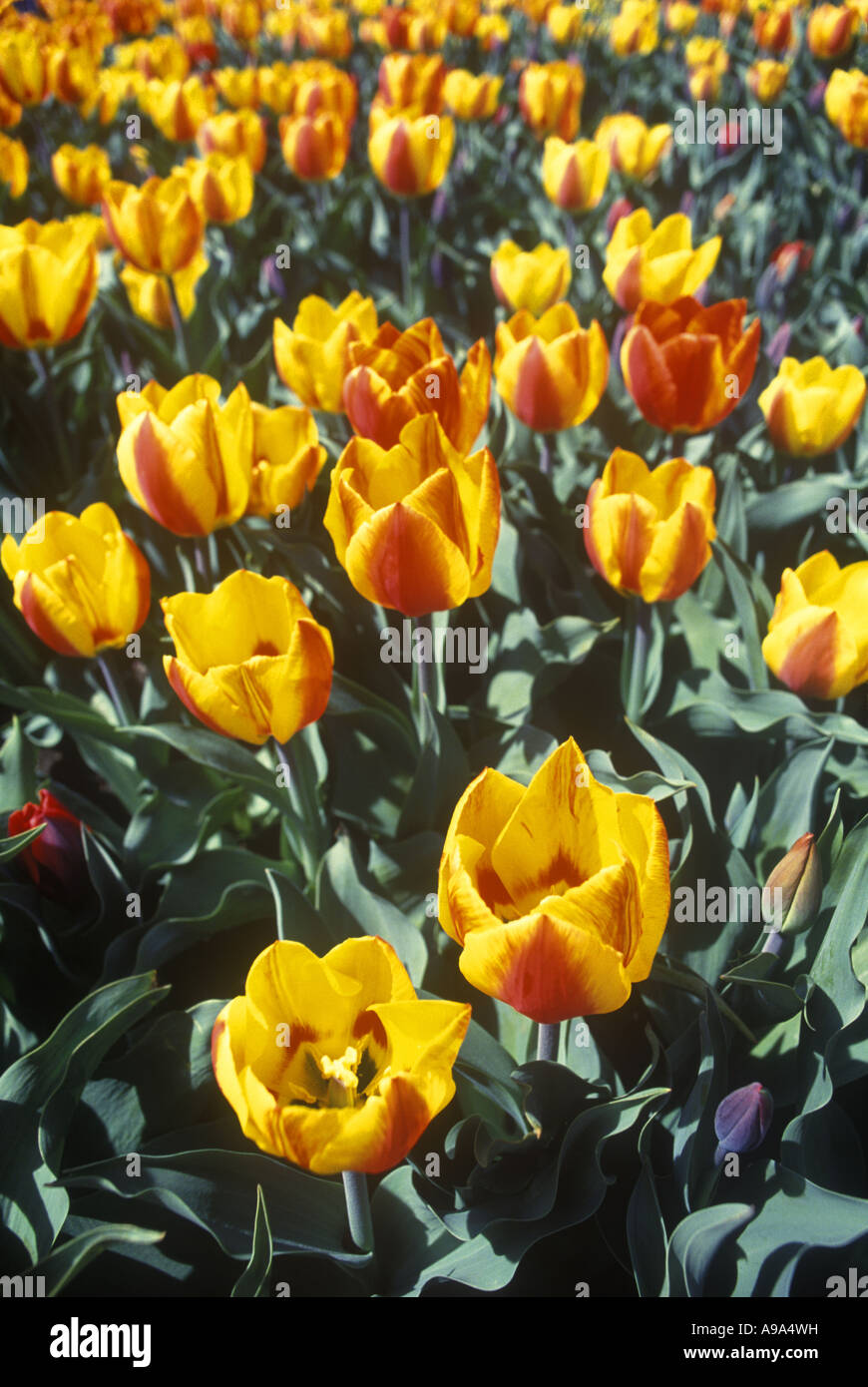 YELLOW ORANGE SPRING TULIP FLOWERS Stock Photo - Alamy