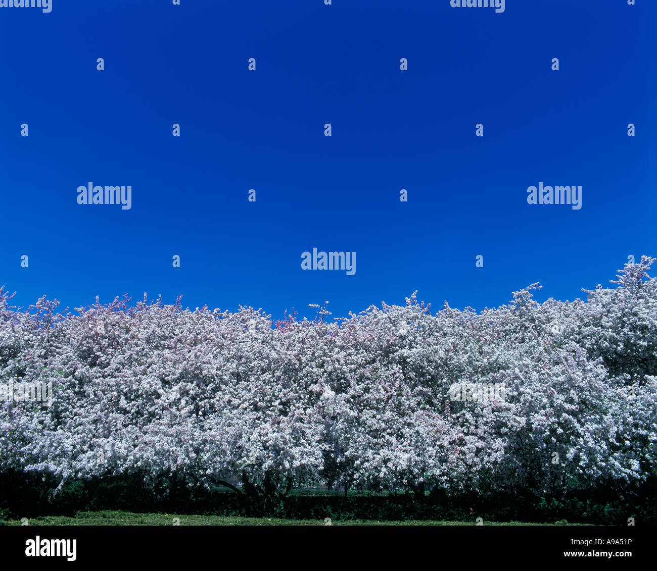 Line trees white blossoms hi-res stock photography and images - Alamy