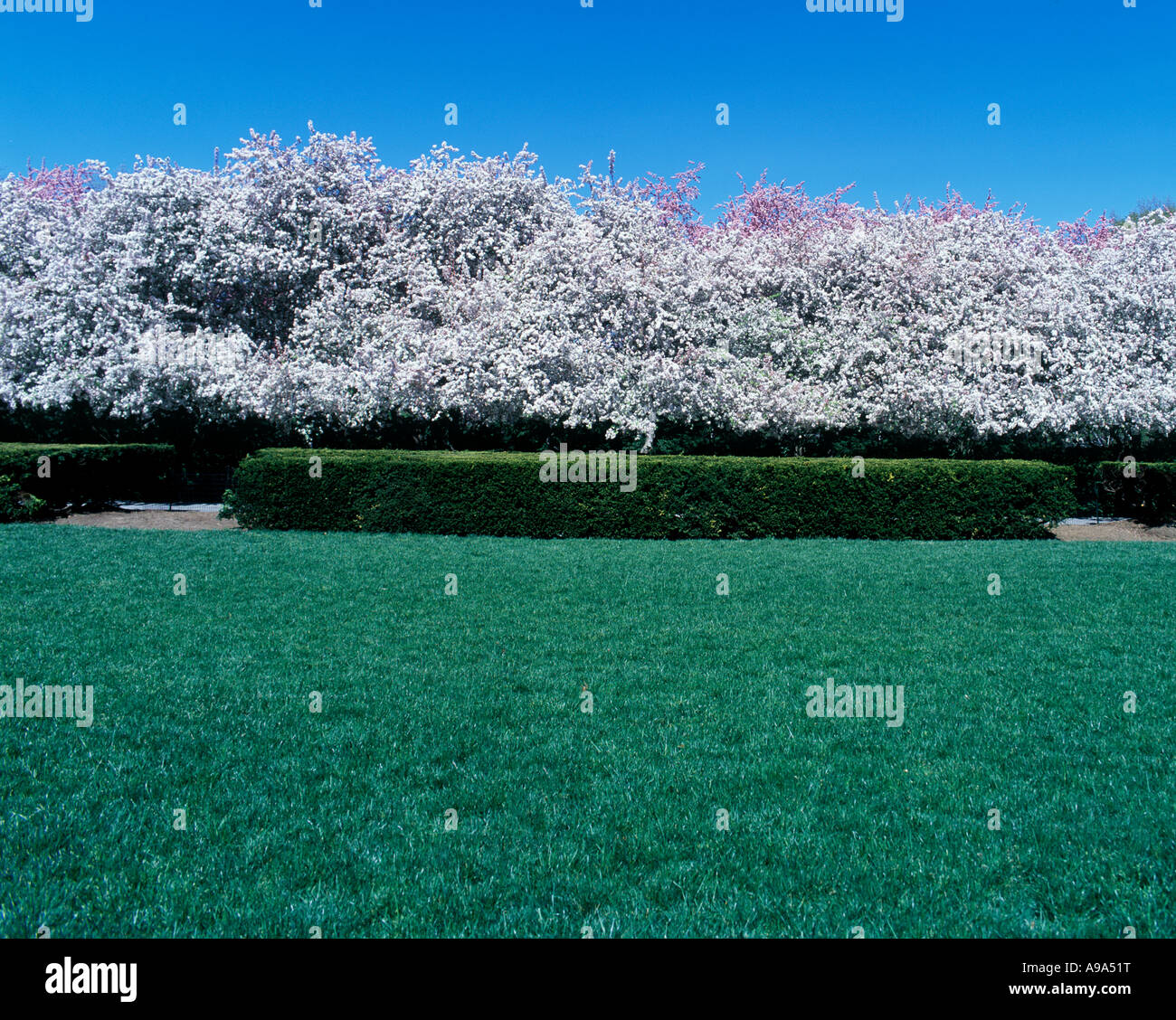 LINE OF TREES WITH WHITE SPRING FLOWER BLOSSOMS GREEN LAWN FORE Stock ...