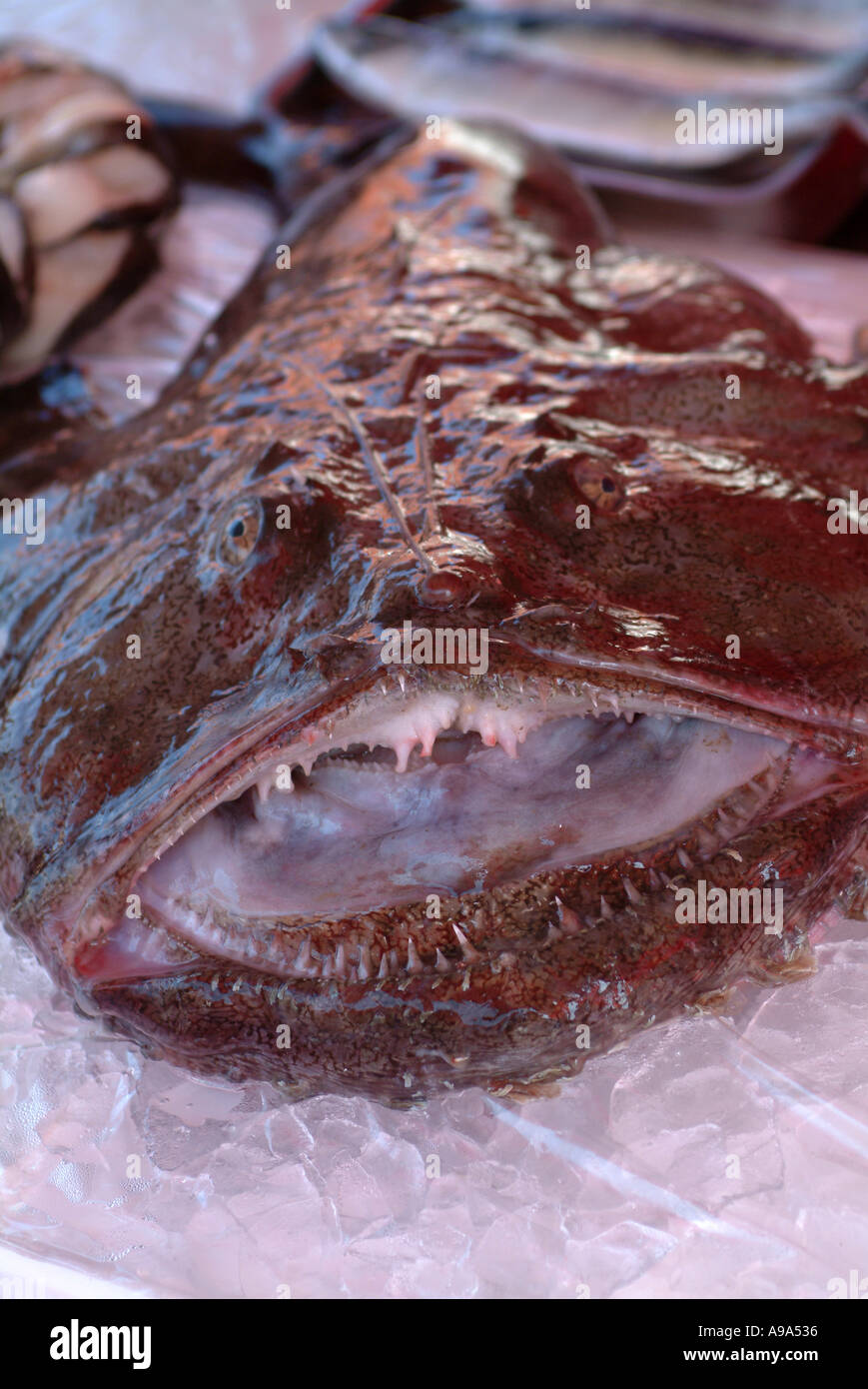 Deep sea fish teeth angler hi-res stock photography and images - Alamy