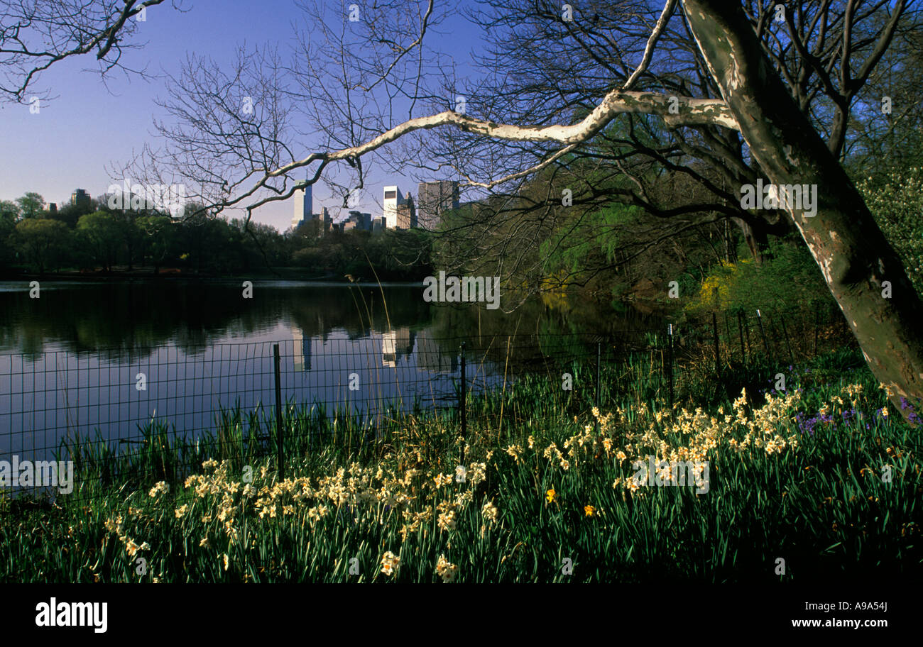 YELLOW SPRINGTIME DAFFODILS THE LAKE CENTRAL PARK MIDTOWN SKYLINE ...