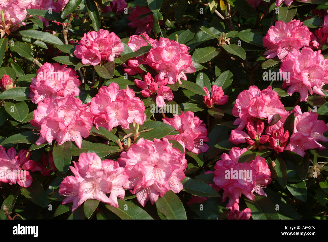Large leaved rhododendron hi-res stock photography and images - Alamy