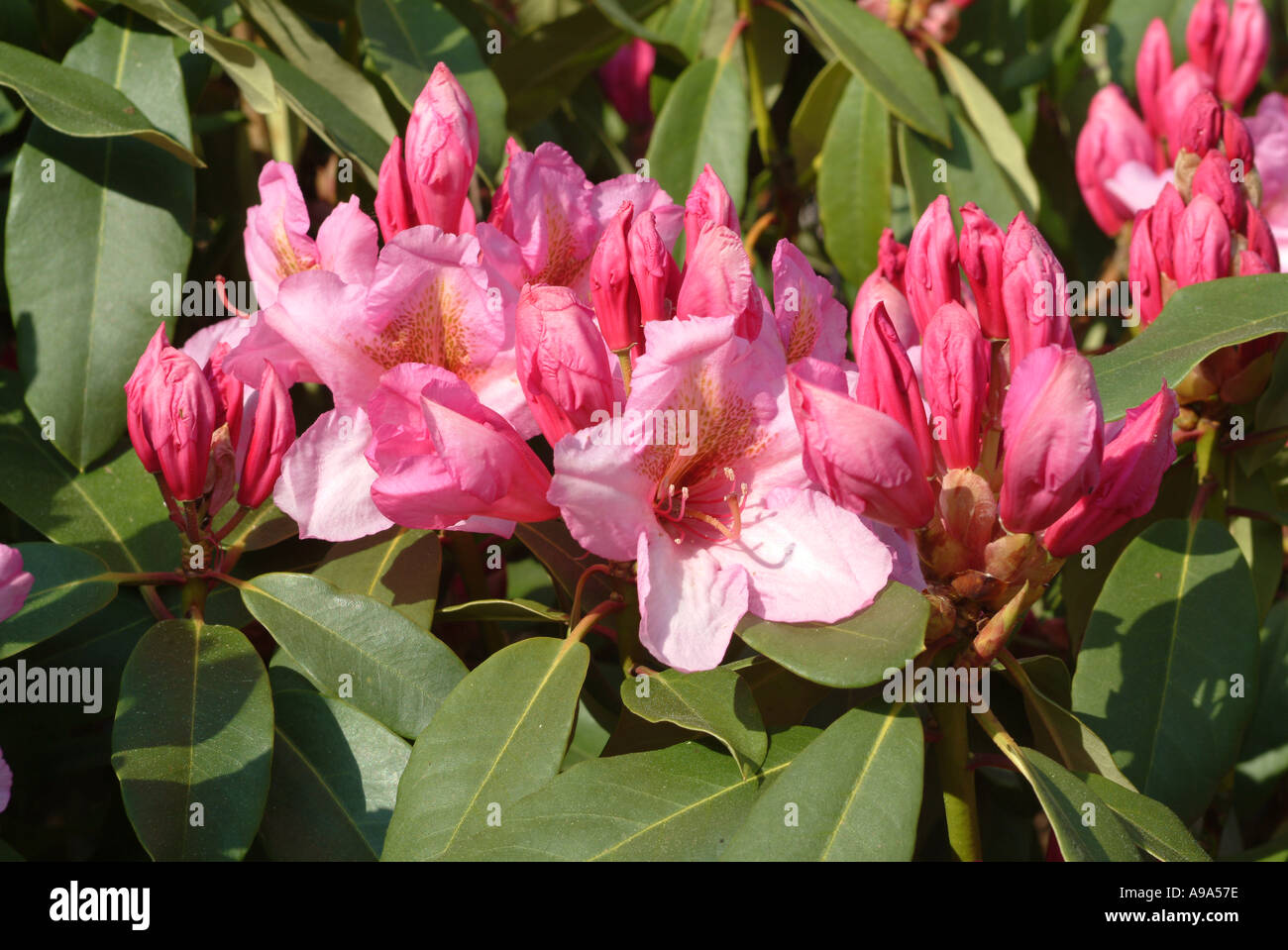Large leaved rhododendron hi-res stock photography and images - Alamy