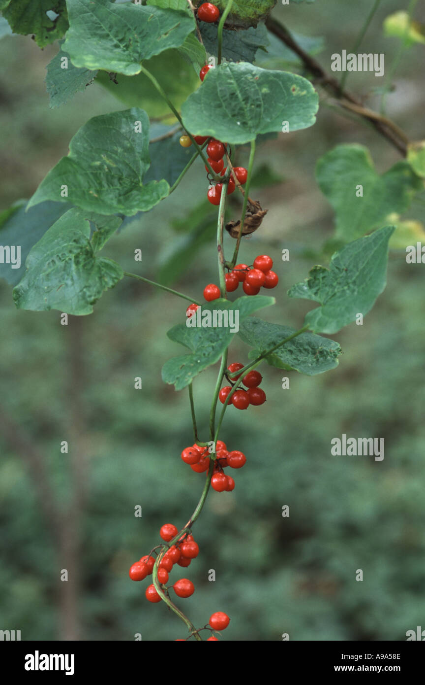 Tamus communis hi-res stock photography and images - Alamy