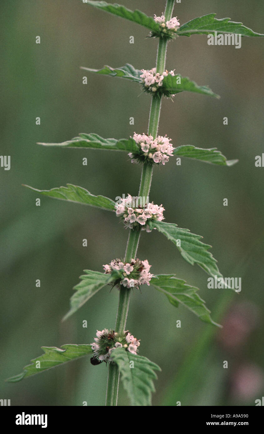Lycopus europaeus gypsywort hi-res stock photography and images - Alamy