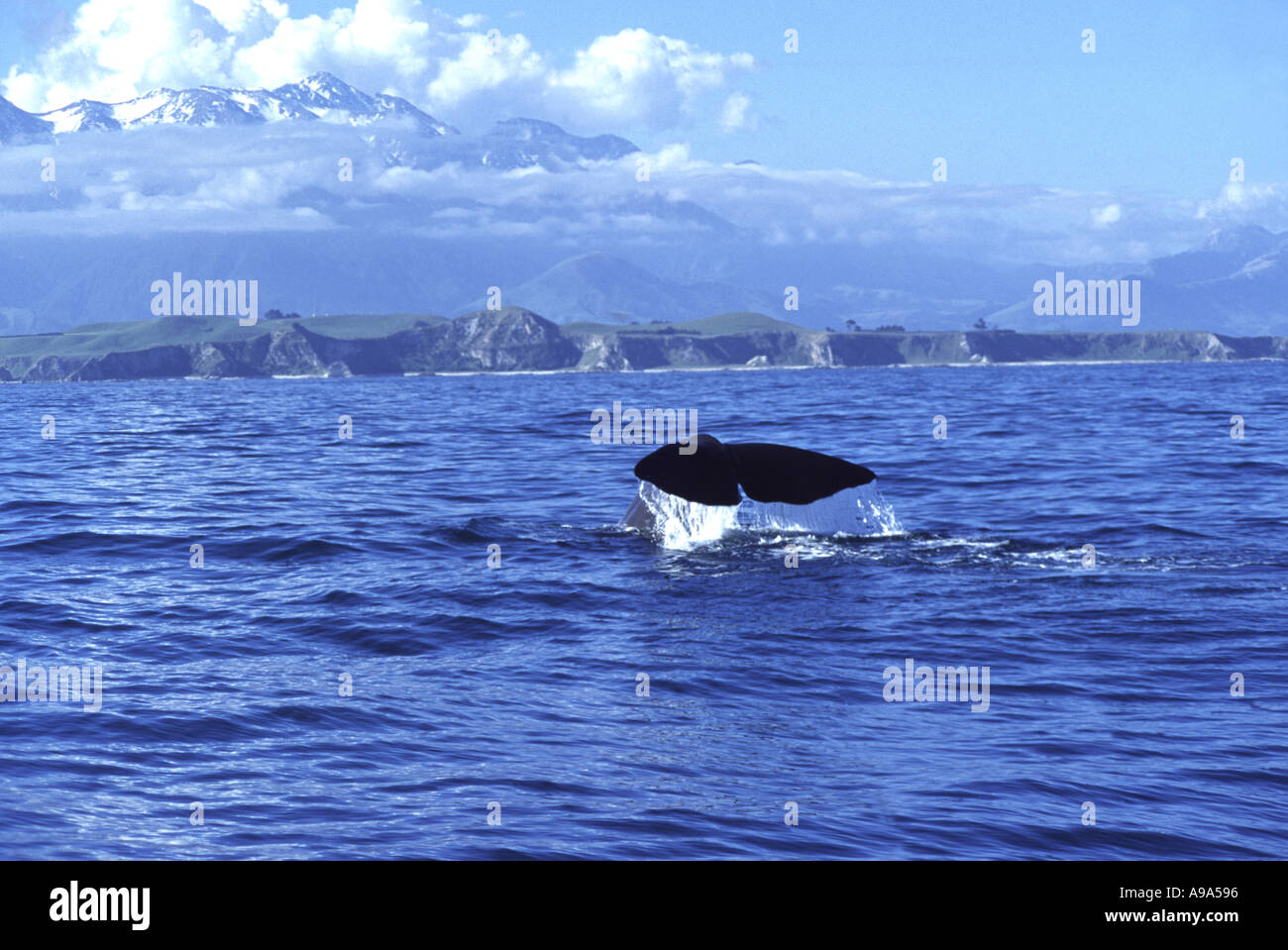 Catodon hi-res stock photography and images - Alamy